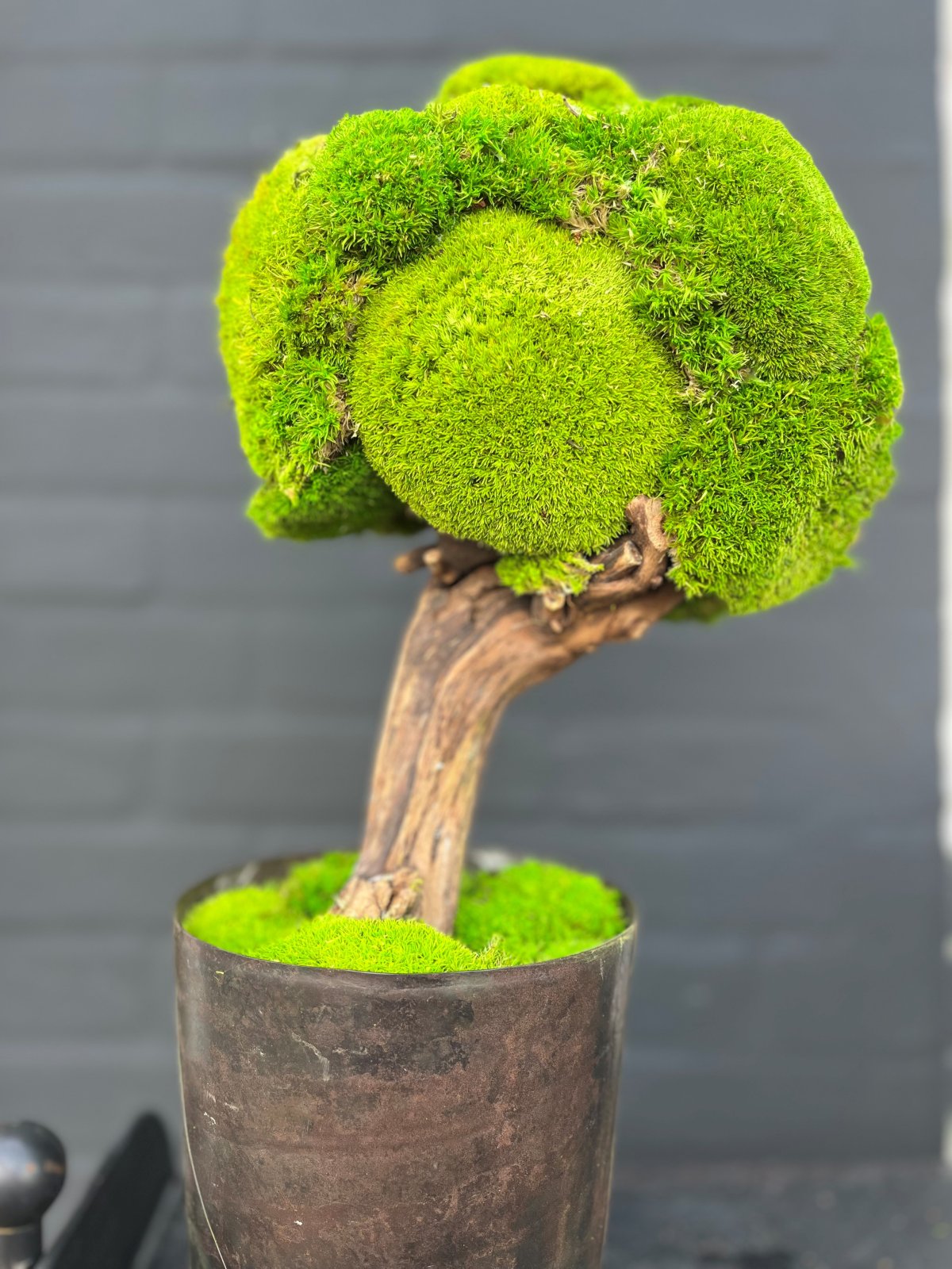 Mos Træer - House of Degns