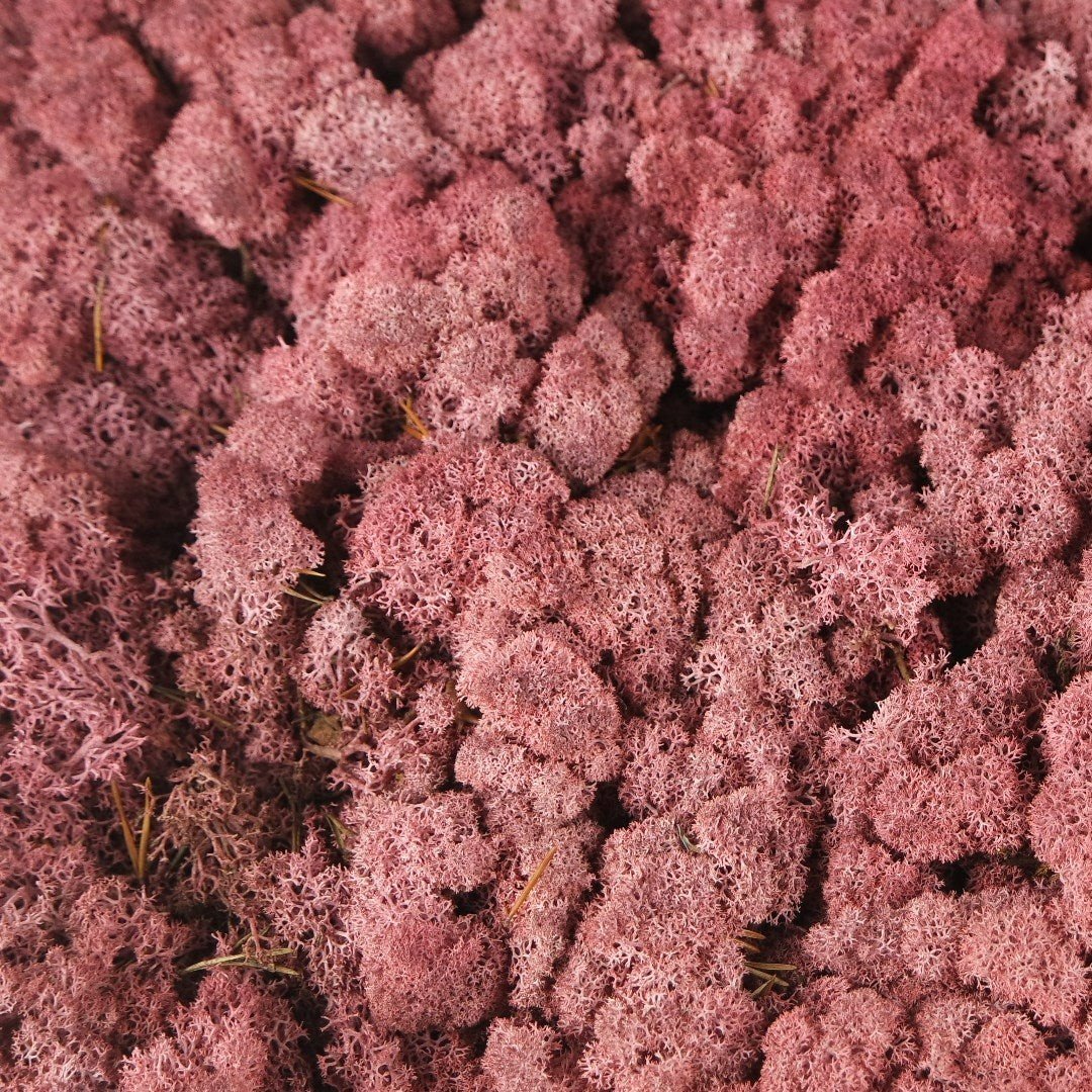 Konserveret mos Rensdyr/Bourdeaux - MOS (konserveret) - House of Degns