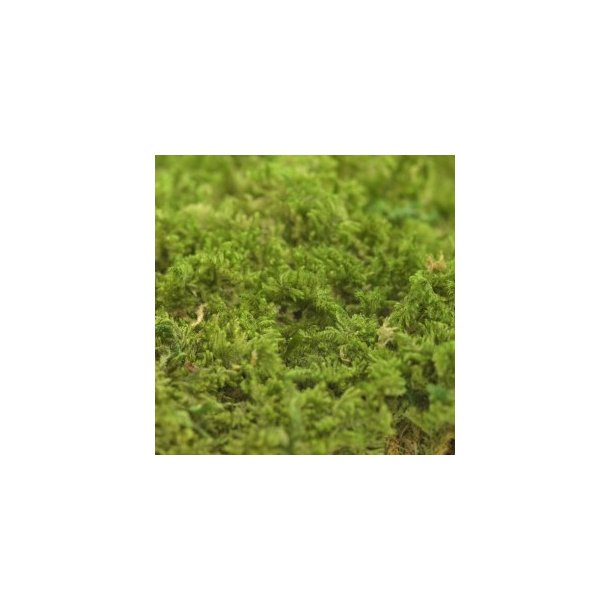 Konserveret mos Rock - MOS (konserveret) - Degn`s